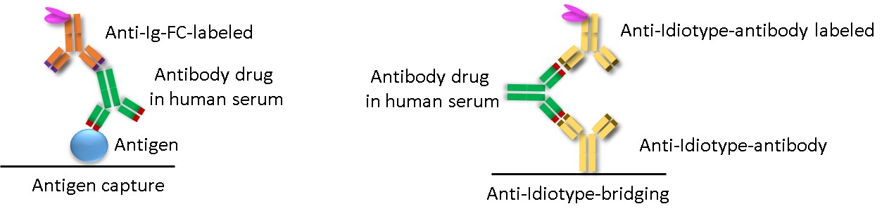 Anti-Drug Immune Response — CheckImmune: Added-value for your clinical ...